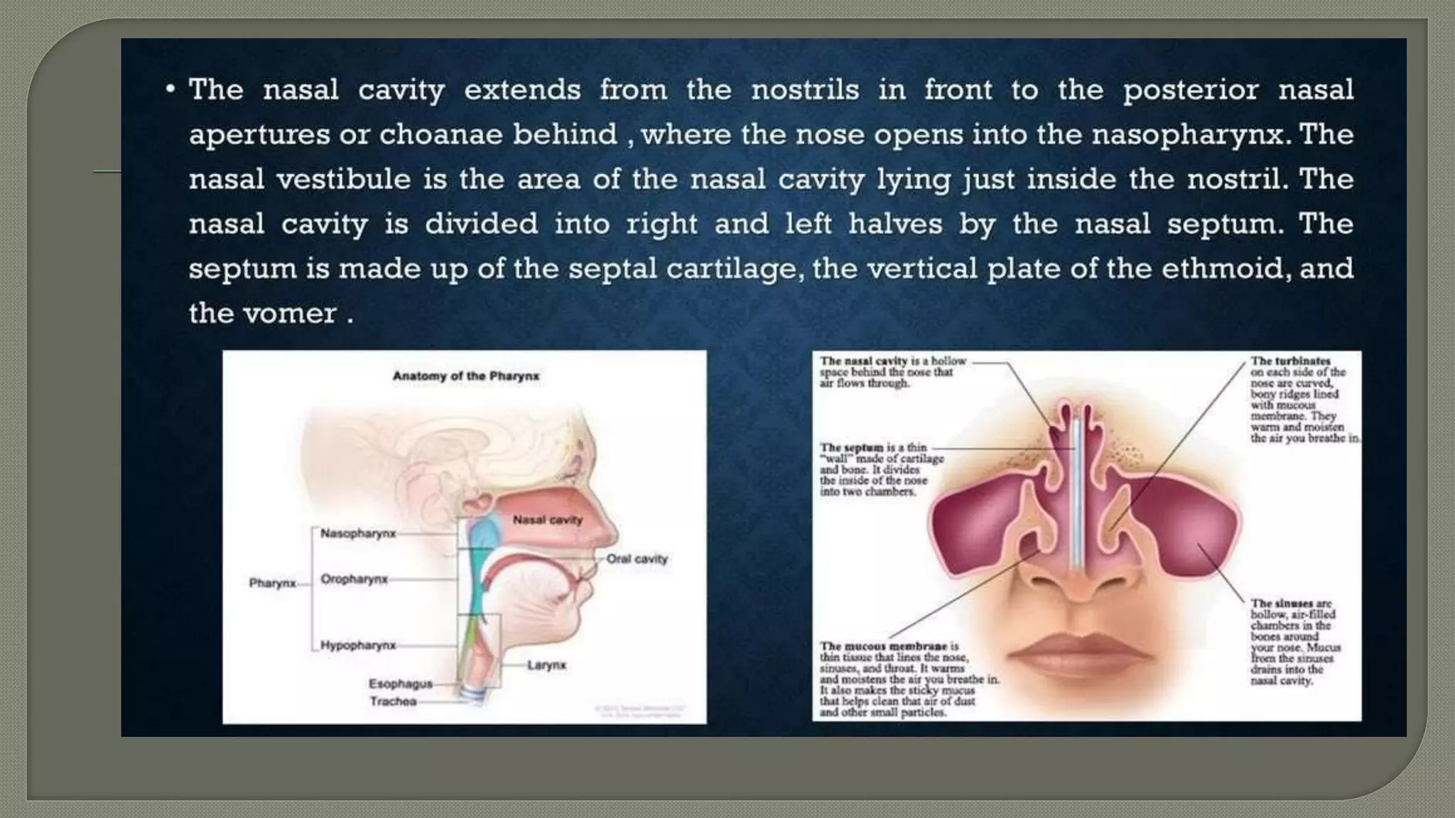 Anatomy of nose &functions & disorders | PPTX