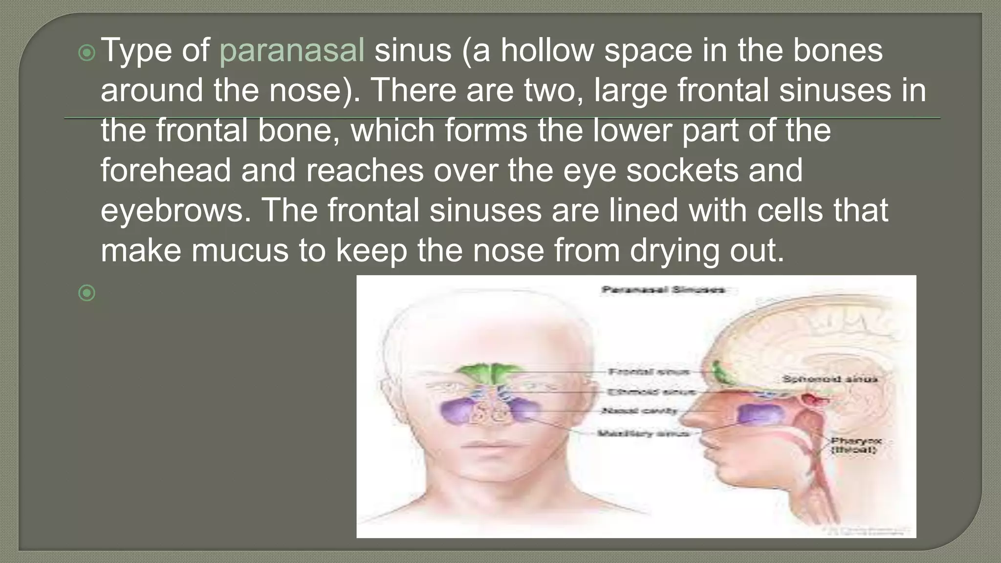 Anatomy of nose &functions & disorders | PPTX