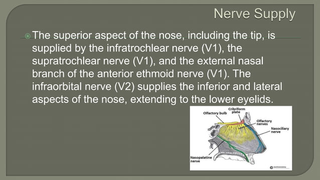 Anatomy of nose &functions & disorders | PPT