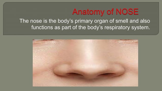 Anatomy of nose &functions & disorders | PPT