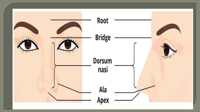 Anatomy of nose &functions & disorders | PPT