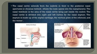 Anatomy of nose functions disorders PPT