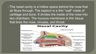 Anatomy of nose &functions & disorders | PPTX