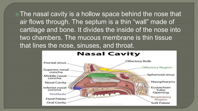 Anatomy of nose &functions & disorders | PPT