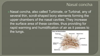 Anatomy of nose &functions & disorders | PPT