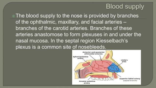 Anatomy of nose &functions & disorders | PPT