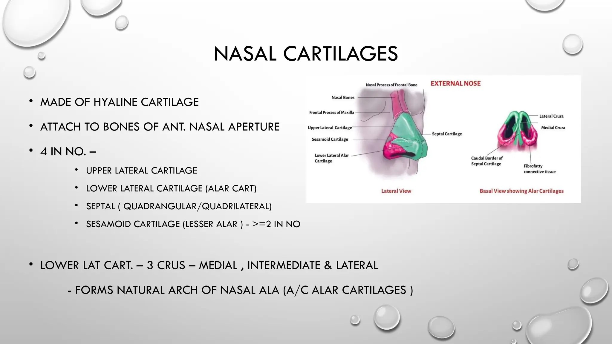 ANATOMY OF NOSE & OLFACTION midhun.pptx