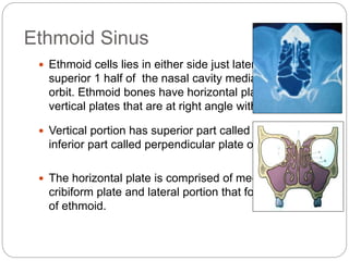 Anatomy of nose & paranasal sinuses | PPT