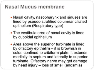 Anatomy of nose & paranasal sinuses | PPT