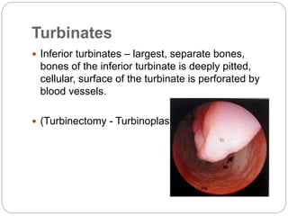 Anatomy of nose & paranasal sinuses | PPT