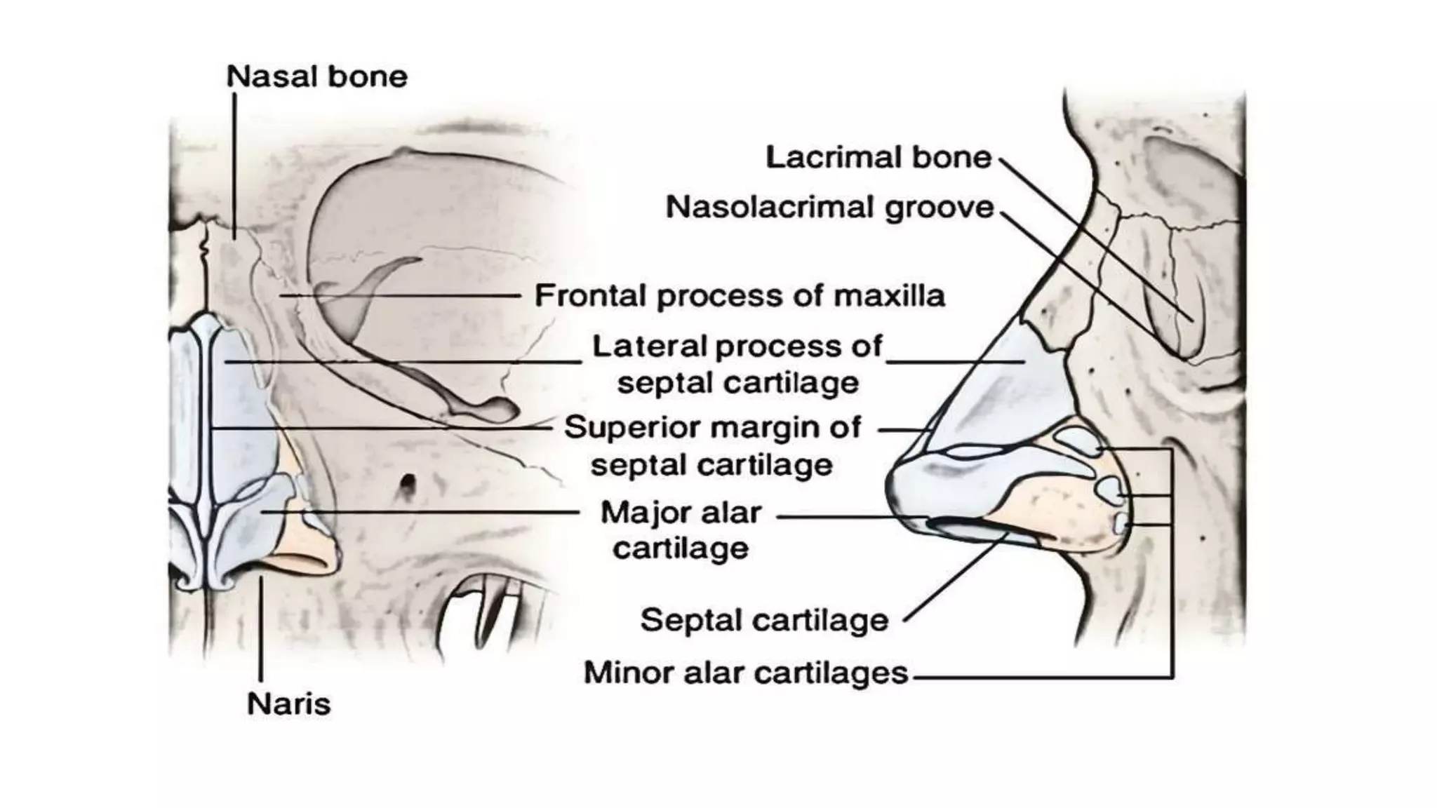 Anatomy, Head And Neck, Nose Paranasal Sinuses – SYDT