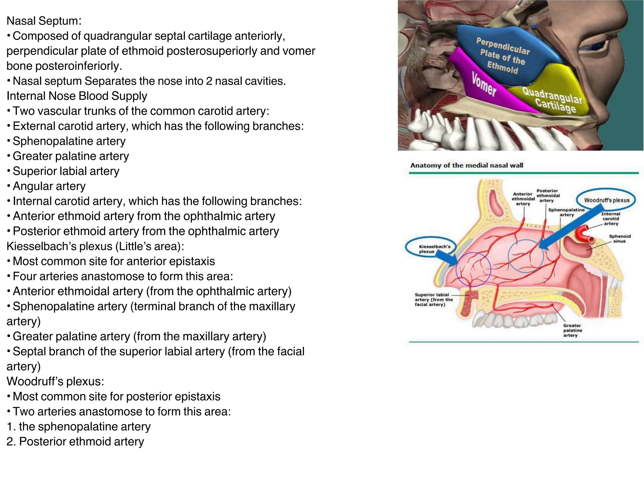 anatomy of nose¶nasal sinuses.pdf