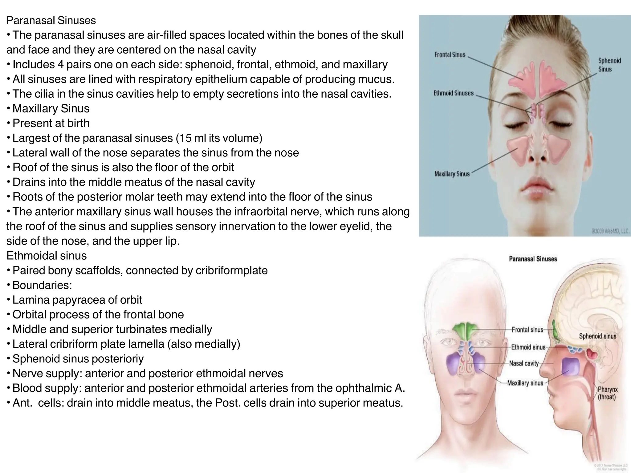 anatomy of nose¶nasal sinuses.pdf | Ear, Nose and Throat Conditions ...
