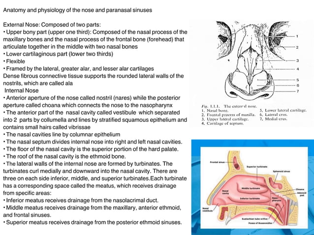 anatomy of nose¶nasal sinuses.pdf | Ear, Nose and Throat Conditions ...