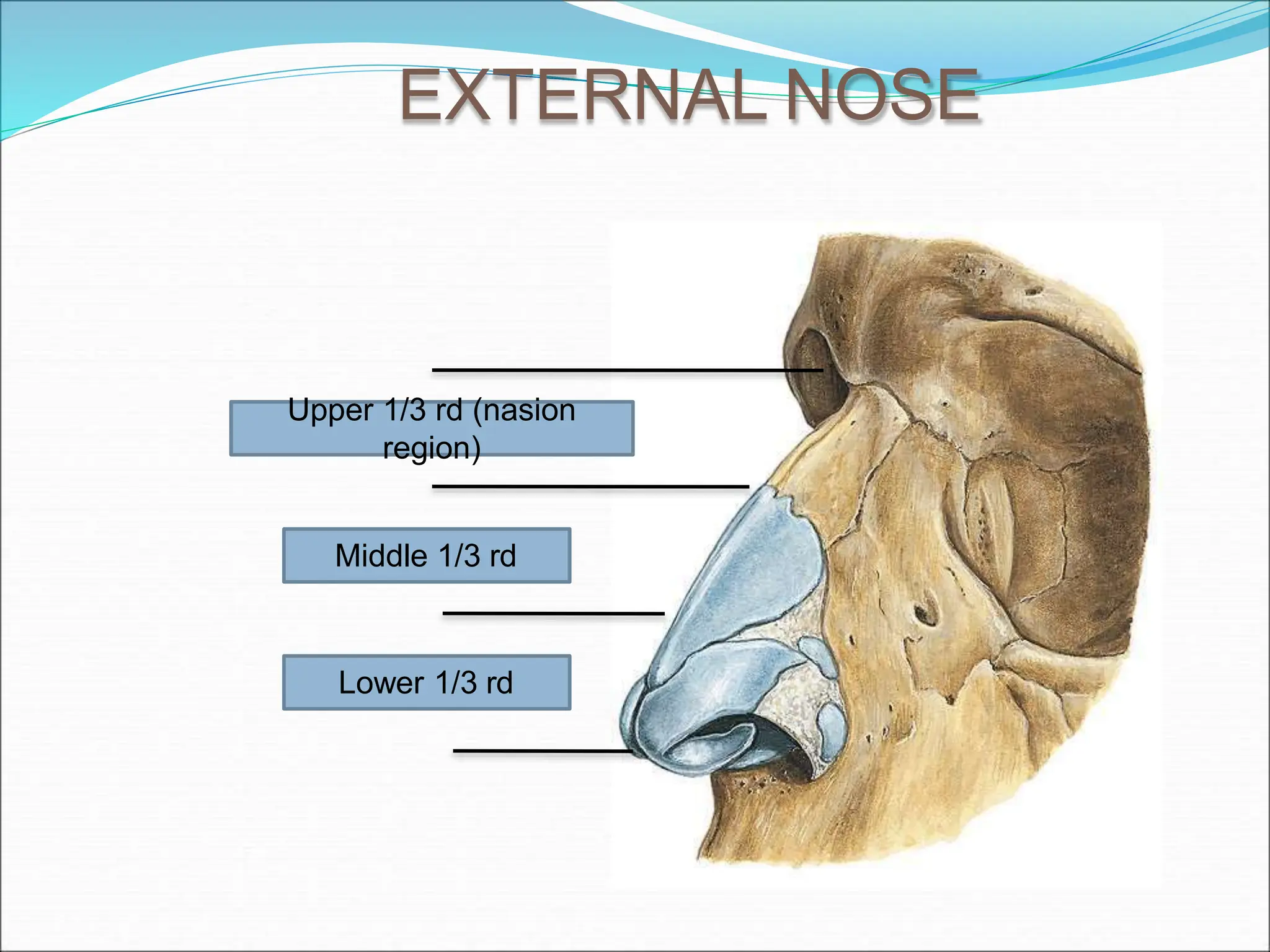 ANATOMY OF NOSE & PARANASAL SINUSES.ppt