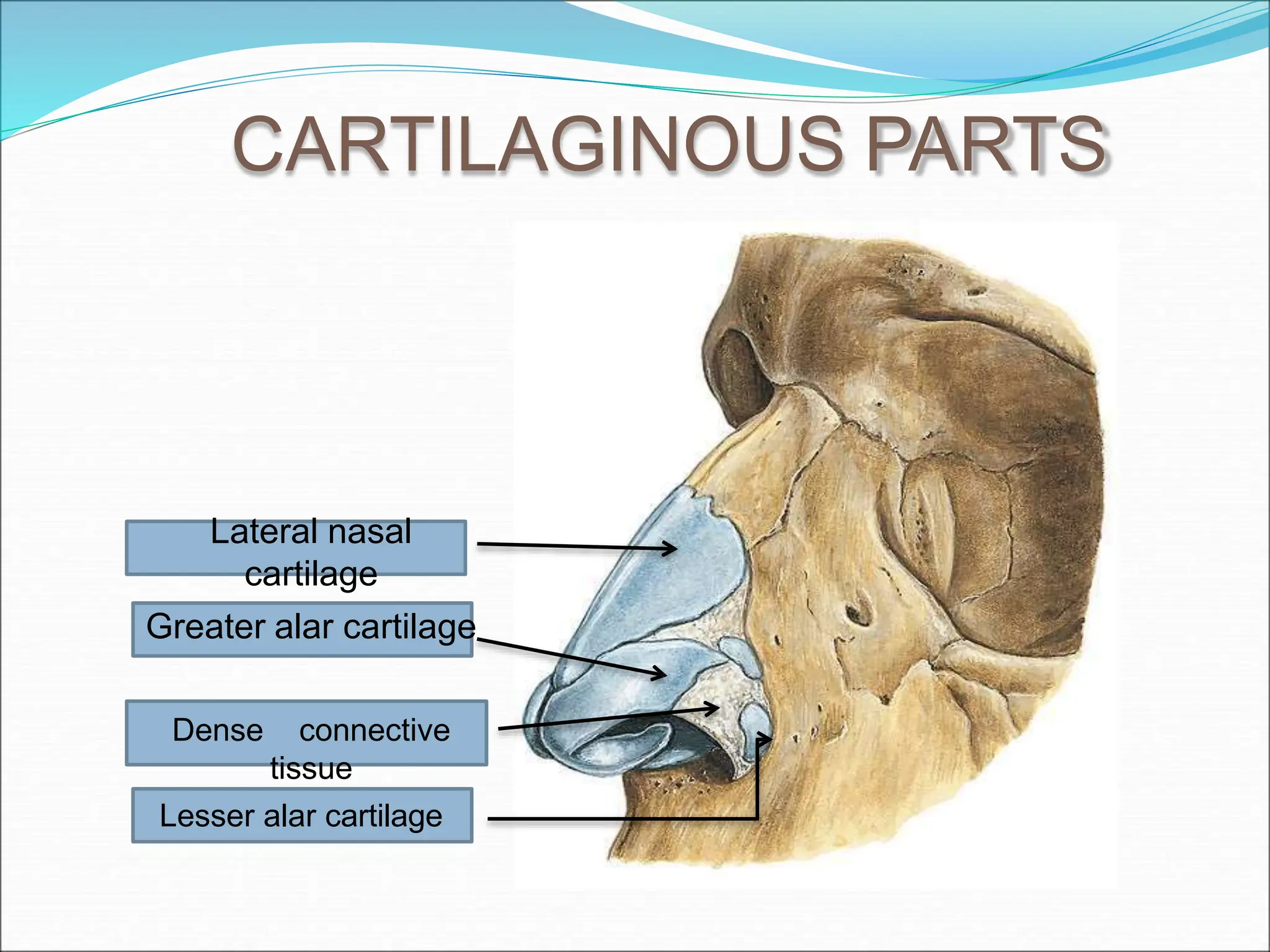 ANATOMY OF NOSE & PARANASAL SINUSES.ppt