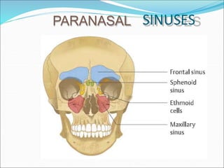 ANATOMY OF NOSE & PARANASAL SINUSES.ppt