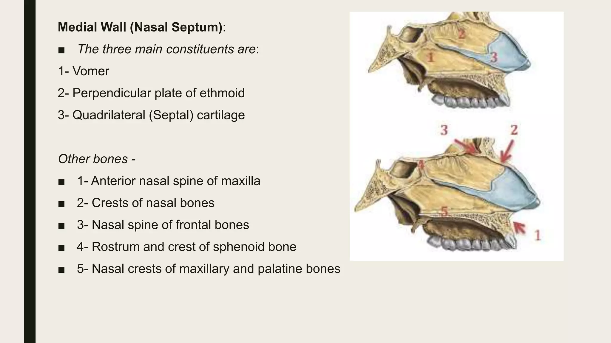 Anatomy of nose& PNS | PPTX