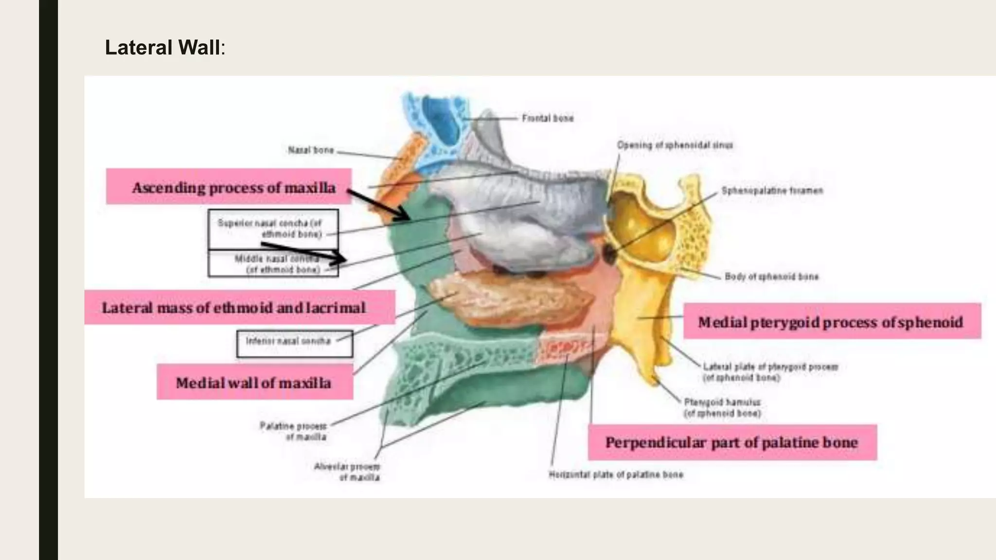 Anatomy of nose& PNS | PPTX