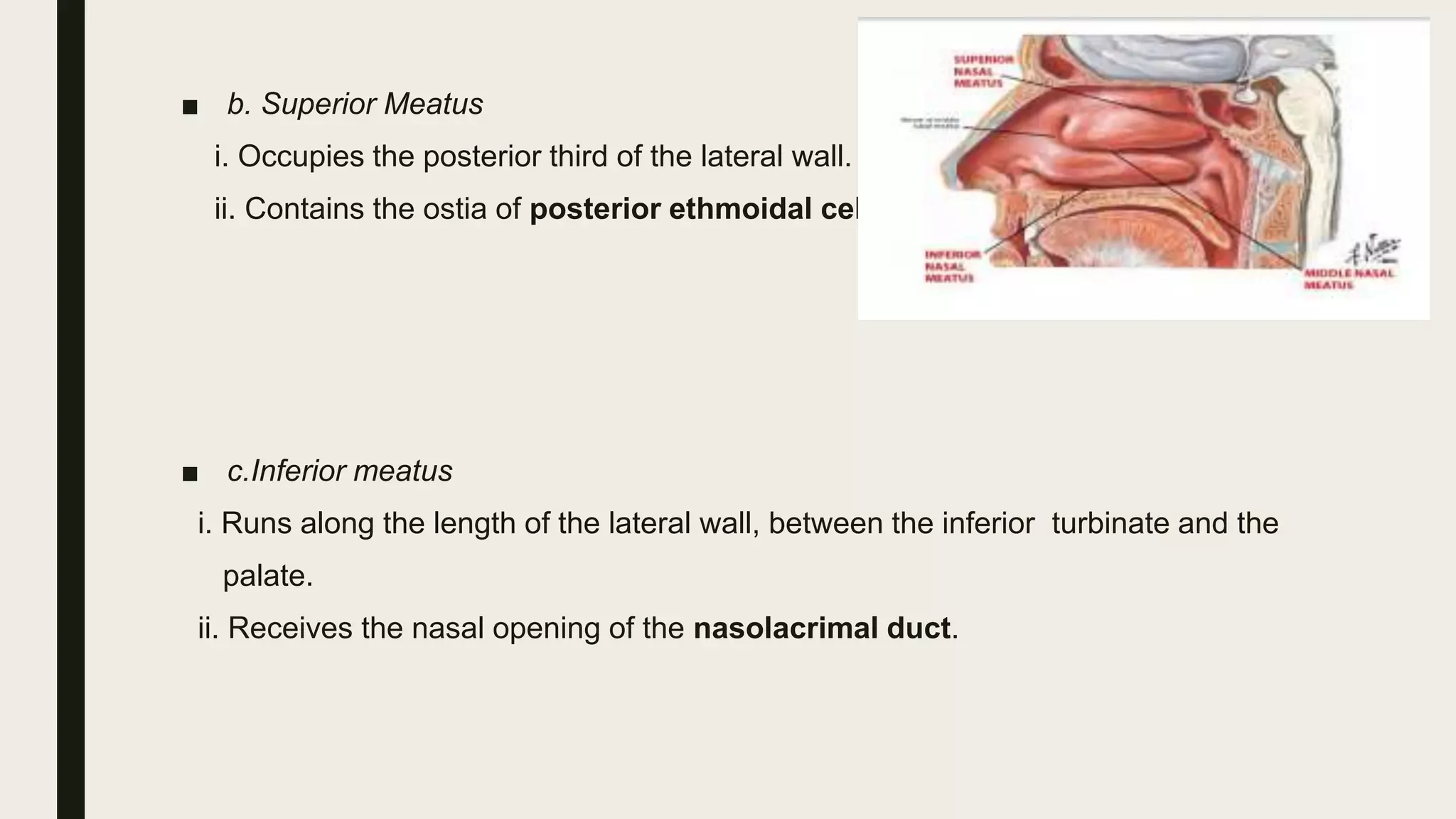 Anatomy of nose& PNS | PPTX