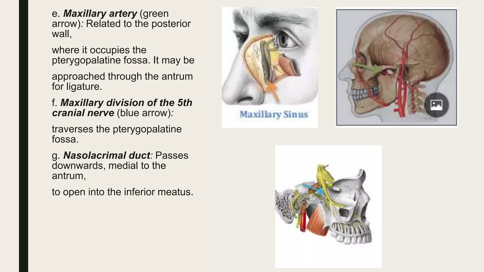 Anatomy of nose& PNS | PPTX