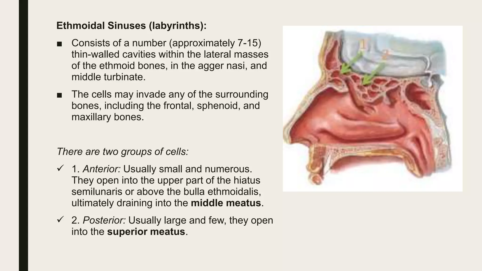 Anatomy of nose& PNS | PPTX