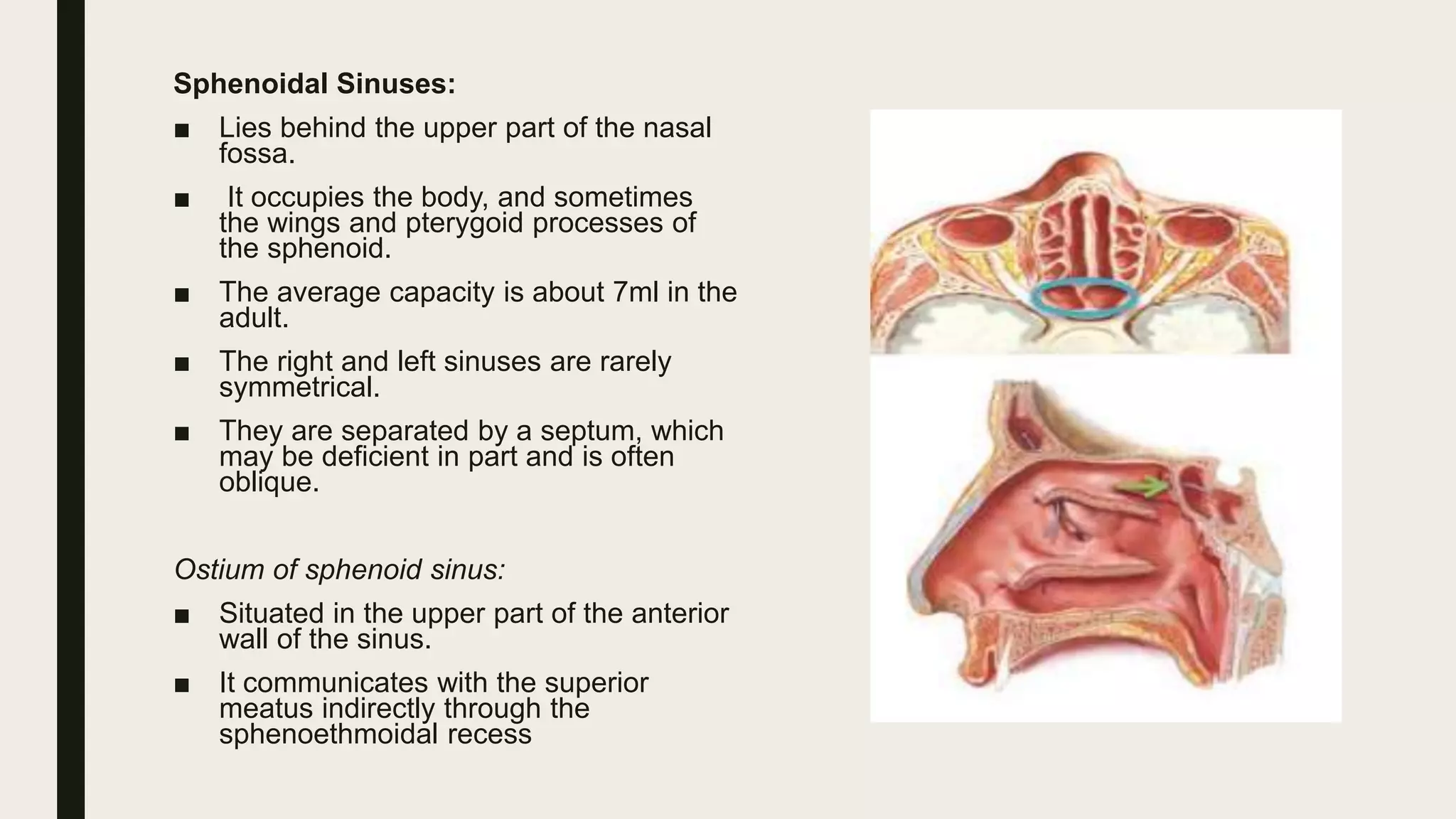Anatomy of nose& PNS | PPTX