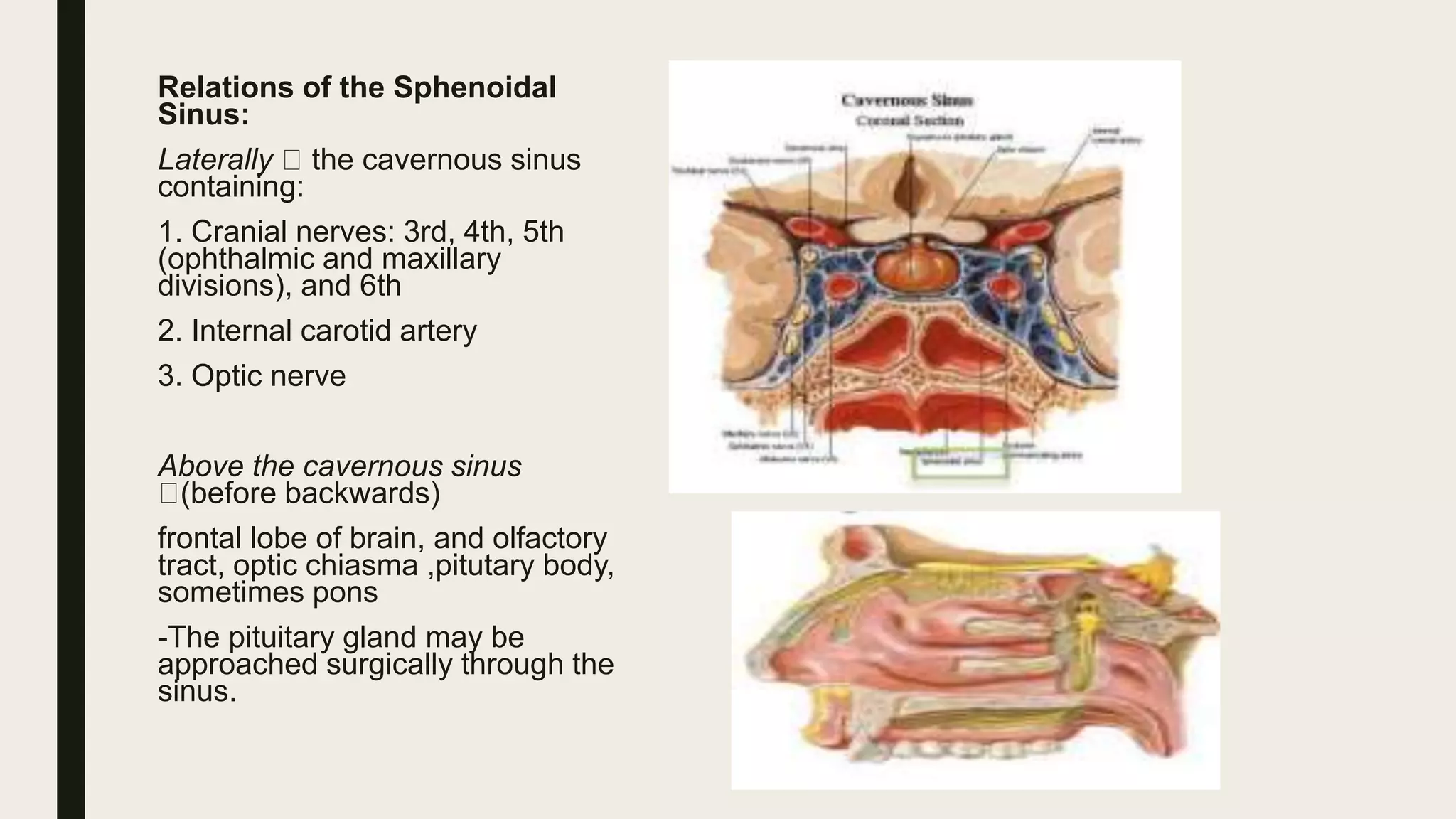 Anatomy of nose& PNS | PPTX