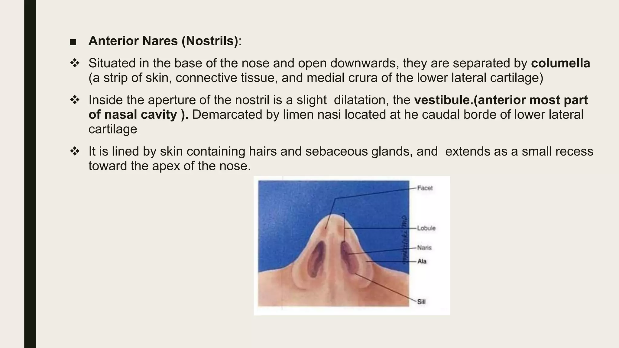 Anatomy of nose& PNS | PPTX