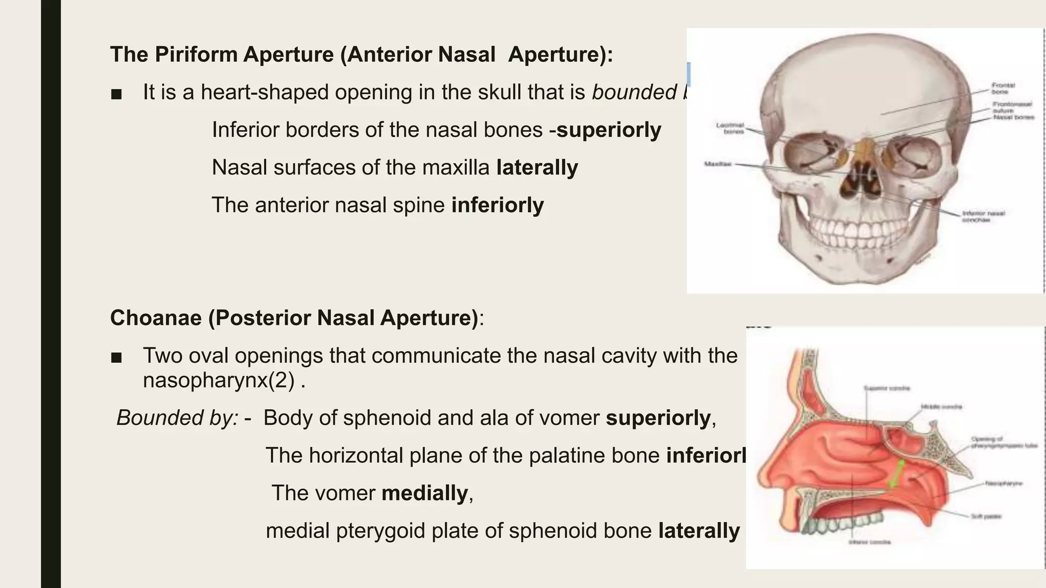 Anatomy Of Noseand Pns Ppt