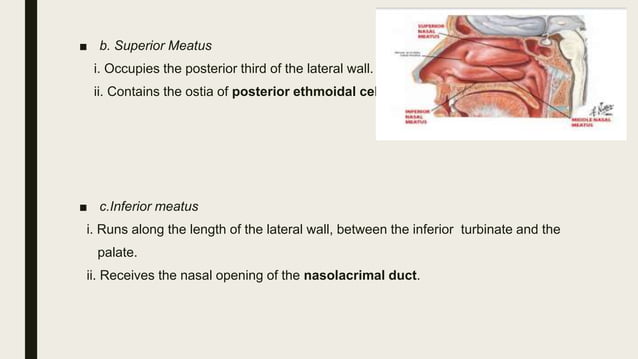Anatomy of nose& PNS | PPTX | Ear, Nose and Throat Conditions ...