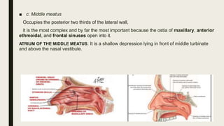 Anatomy of nose& PNS | PPTX