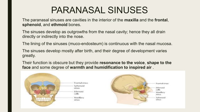 Anatomy of nose& PNS | PPTX | Ear, Nose and Throat Conditions ...
