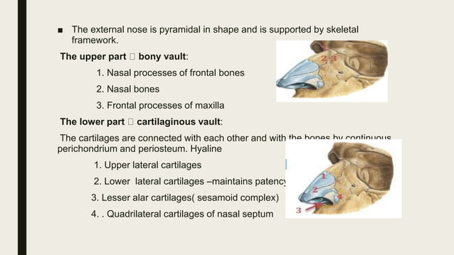 Anatomy of nose& PNS | PPTX | Ear, Nose and Throat Conditions ...