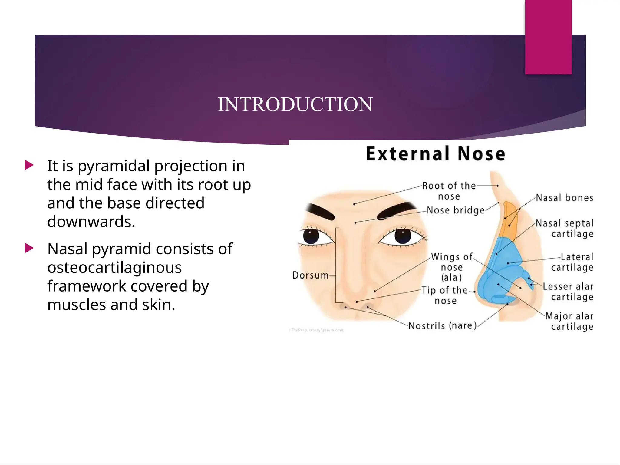 ANATOMY OF NOSE and PARANASAL SINUSES ENT PG | PPTX
