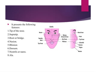 ANATOMY OF NOSE and PARANASAL SINUSES ENT PG | PPTX