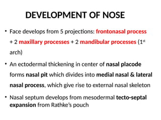 Comprehensive Anatomy and Development of Nose and Paranasal Sinuses | PPTX