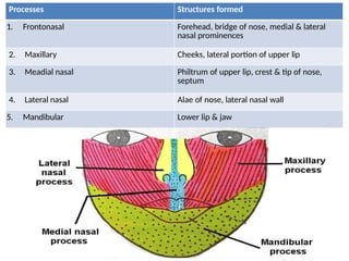 Comprehensive Anatomy and Development of Nose and Paranasal Sinuses | PPTX