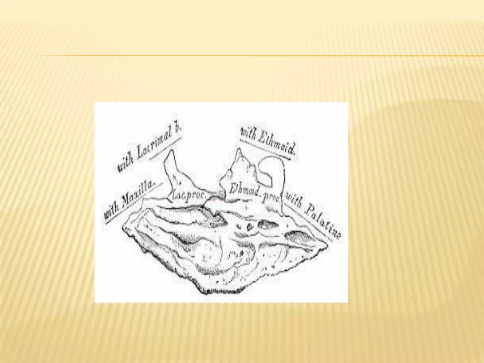 ANATOMY of nose ppt.pptx