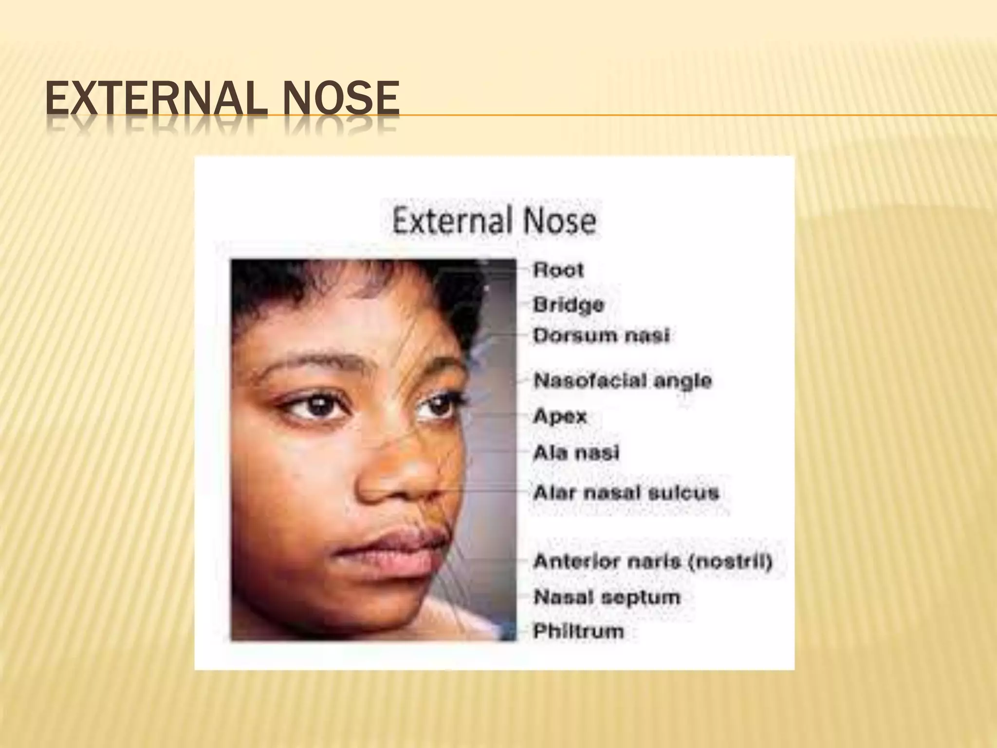 ANATOMY of nose ppt.pptx