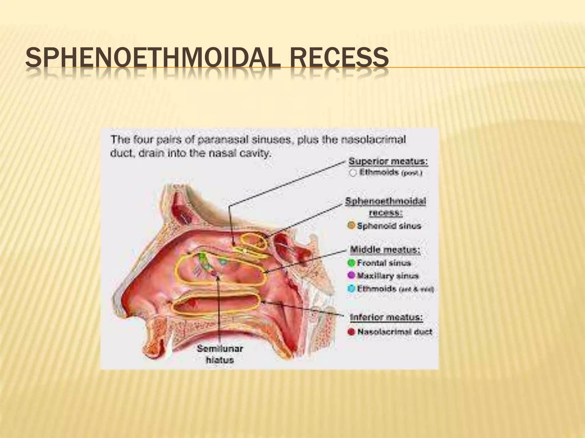 ANATOMY of nose ppt.pptx