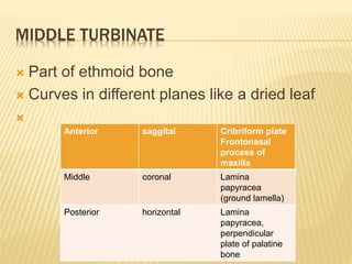 ANATOMY of nose ppt.pptx