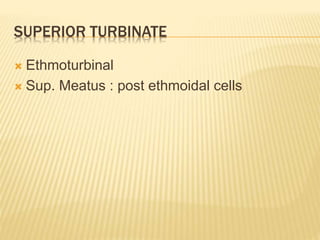ANATOMY of nose ppt.pptx