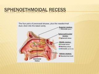 ANATOMY of nose ppt.pptx
