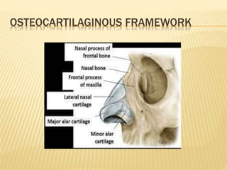 ANATOMY of nose ppt.pptx