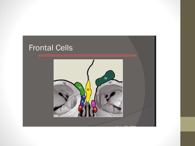 Anatomy of NASAL CAVITY related to FESS | PPT