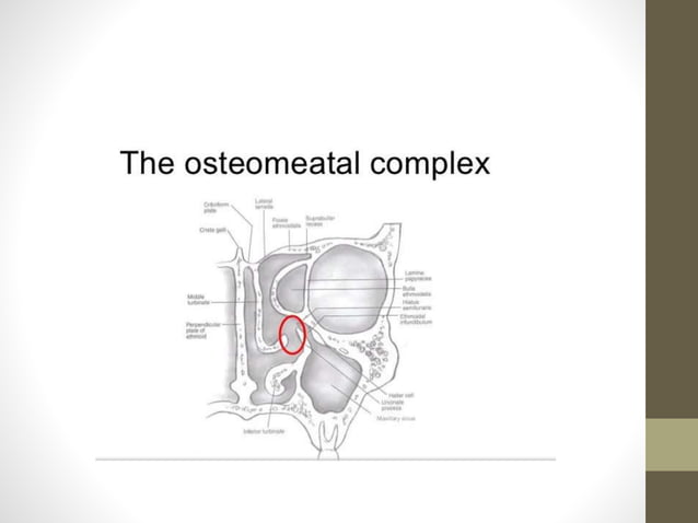 Anatomy of NASAL CAVITY related to FESS | PPT