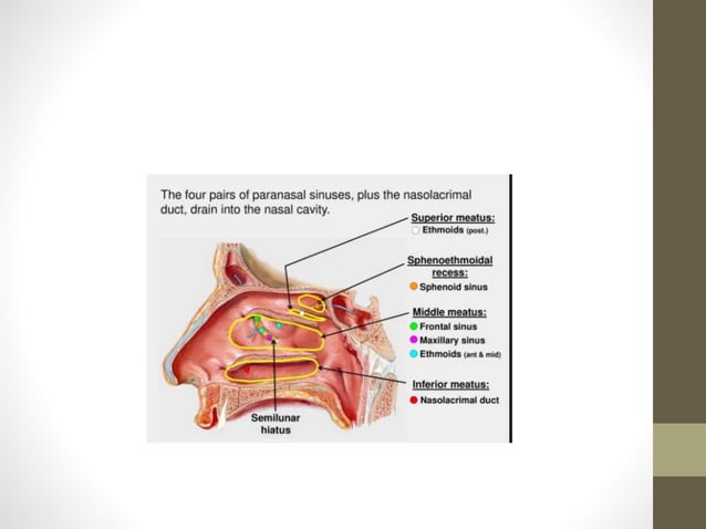 Anatomy of NASAL CAVITY related to FESS | PPT