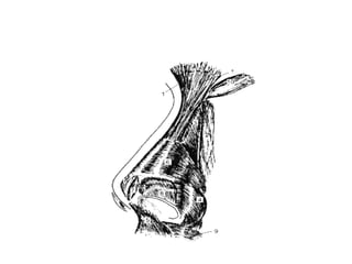 Anatomy of nose seminar in Otorhinology | PPTX
