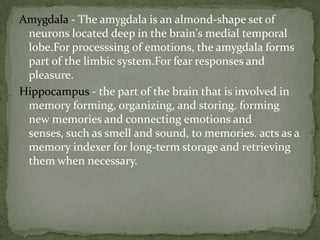 Anatomy of ns | PPTX